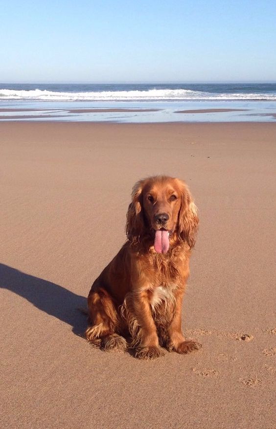14 Cocker Spaniels Having the Best Day at the Beach Ever - Page 2 of 3 ...