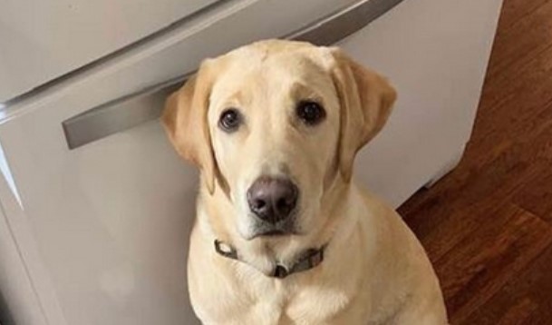 14 Funny Labrador Memes That Will Make You Smile! | Page 3 of 3 | PetPress