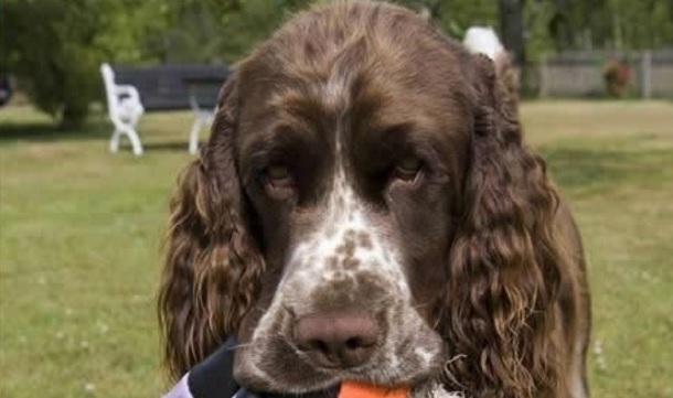 The 14 Funniest Springer Spaniel Memes of the Day! | Page 3 of 3 | PetPress