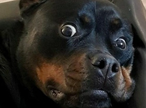 14 Funny Rottweiler Memes That Make You Laugh Too Hard - PetPress