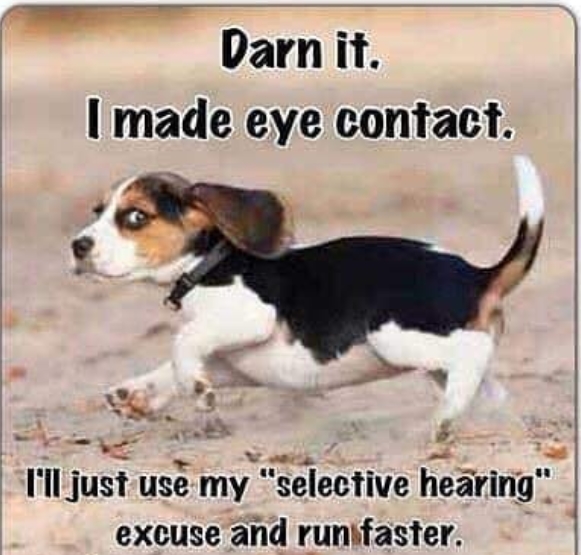 14 Funny Beagle Memes That Will Make You Smile! - Page 3 of 3 - PetPress