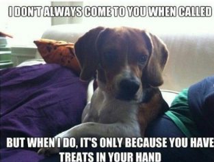 14 Funny Beagle Memes That Will Make You Smile! | Page 2 of 3 | PetPress