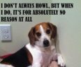14 Funny Beagle Memes That Will Make You Smile! | Page 2 of 3 | PetPress