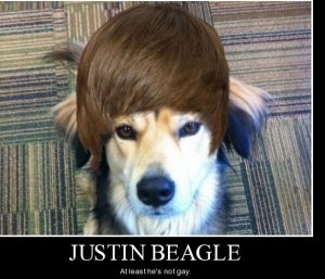 14 Funny Beagle Memes That Will Make You Smile! - PetPress