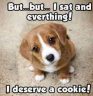 14 Funny Beagle Memes That Will Make You Smile! - PetPress