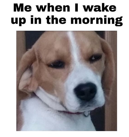 14 Funny Beagle Memes That Will Make Your Day! | Page 3 of 3 | PetPress