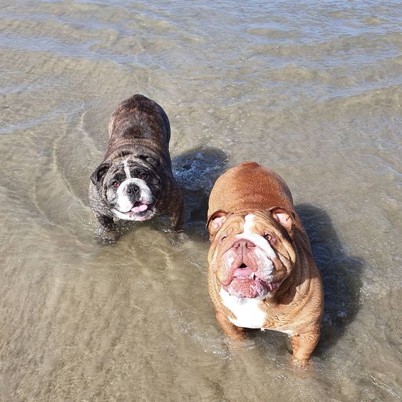 14 English Bulldogs That Love the Water - Page 2 of 4 - PetPress