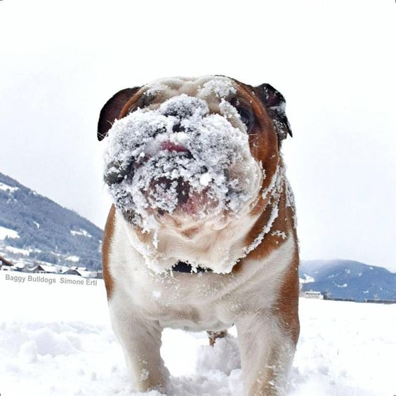 14 English Bulldogs Who Love The Snow | Page 2 of 3 | PetPress