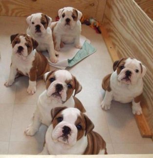 14 English Bulldogs That Make You Happy | Page 3 of 3 | PetPress