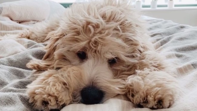 The 14 Funniest Goldendoodle Memes of the Week! - PetPress