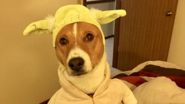 14 Super-Smart Facts About the Basenji | PetPress