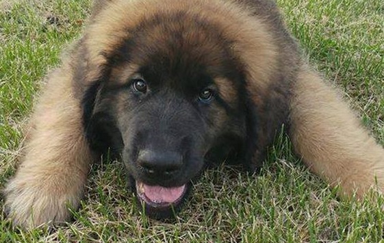 14 Adorable Leonberger Pictures That You Will Love - PetPress