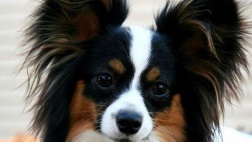 14 Cool And Lovely Papillon Facts | PetPress