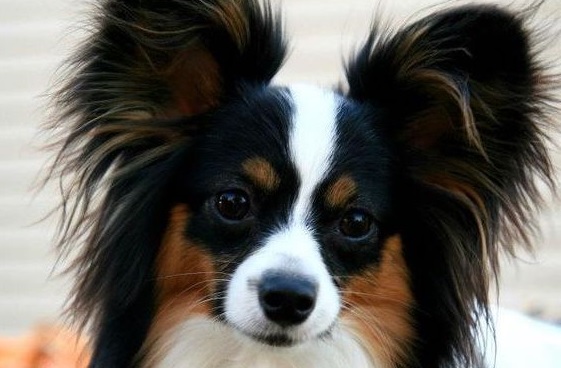 14 Charming And Lovely Pics Of Papillons You Will Love - PetPress