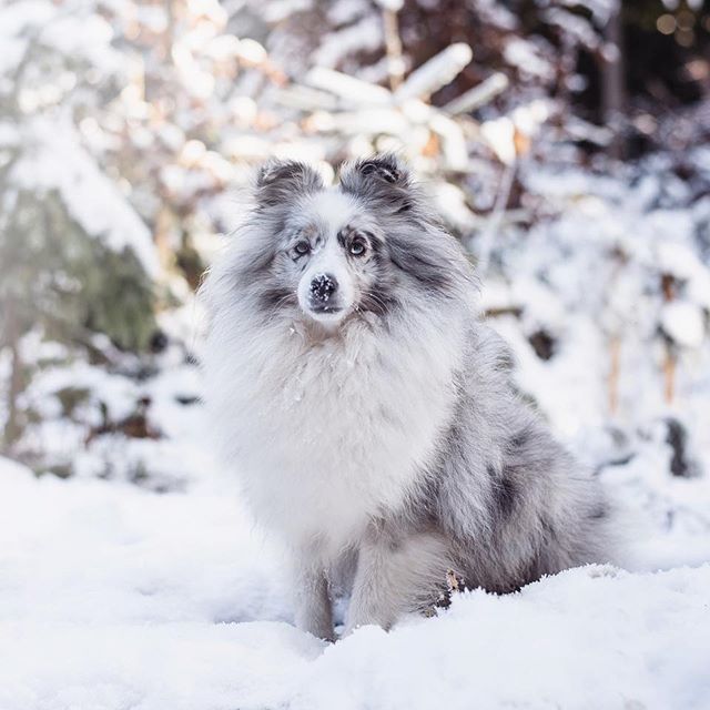 14 Amazing Facts About Shetland Sheepdogs | PetPress