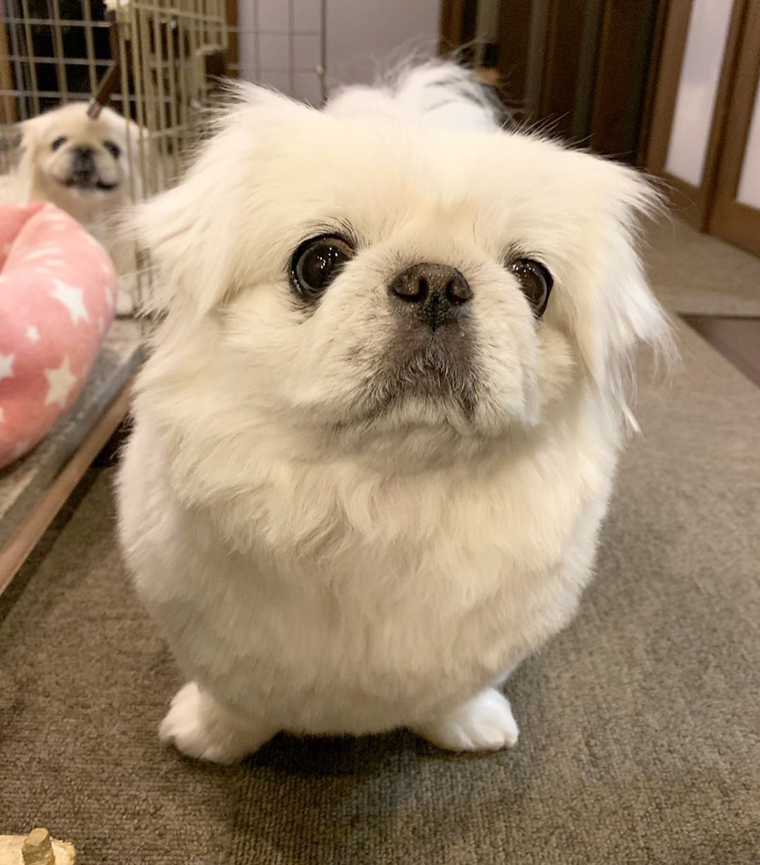 14 Delightful Facts About Pekingese | PetPress