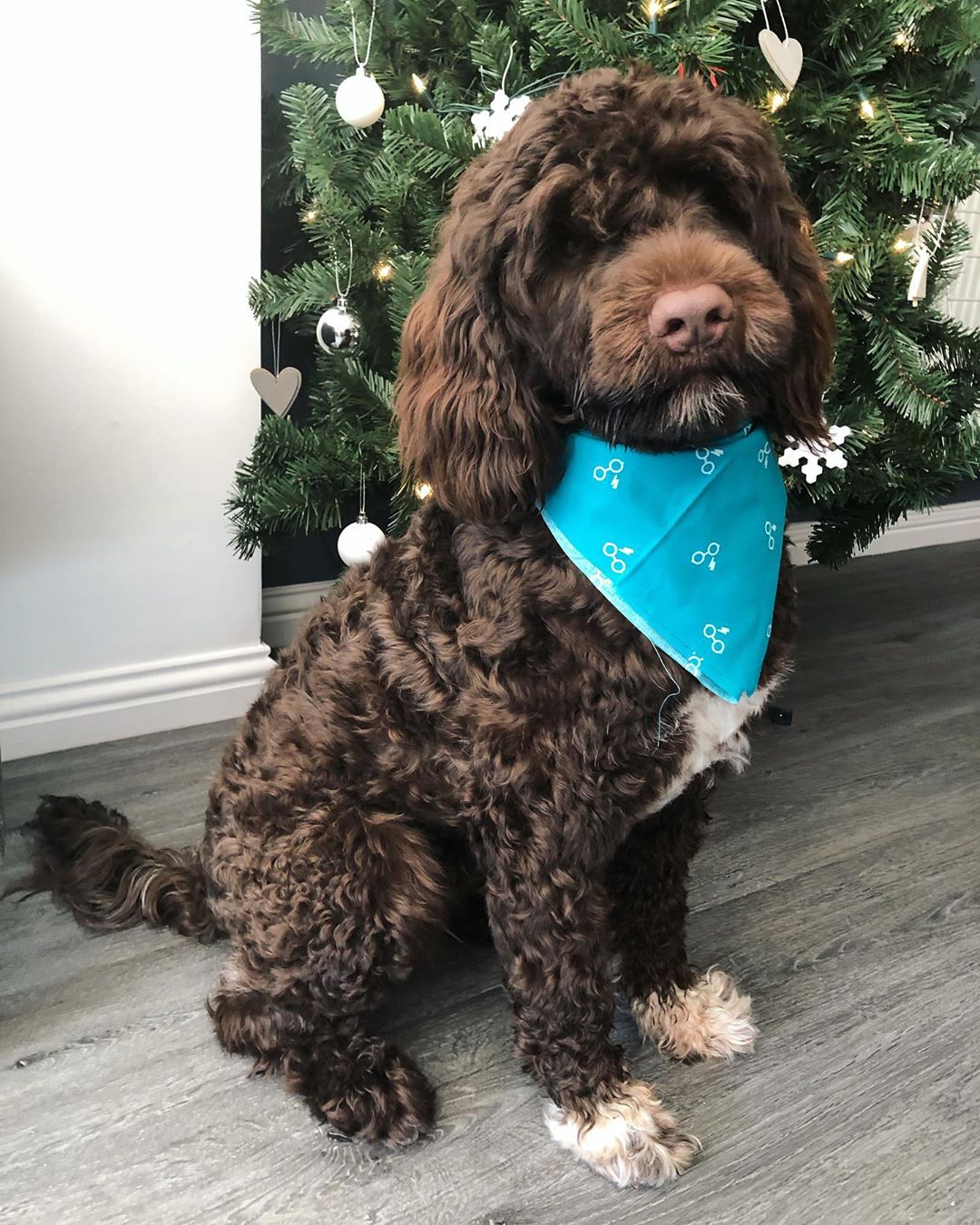 14 Fluffy Facts About Portuguese Water Dogs | Page 2 of 4 | PetPress