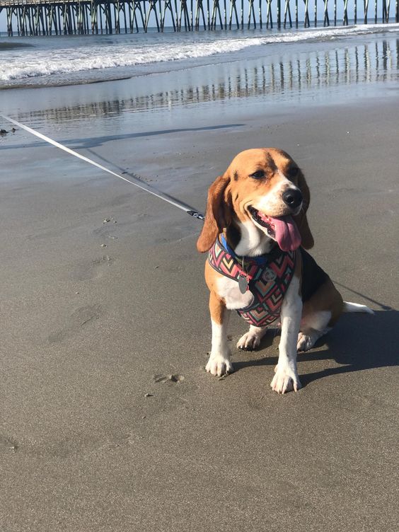 14 Beagles Having the Best Day at the Beach Ever - PetPress
