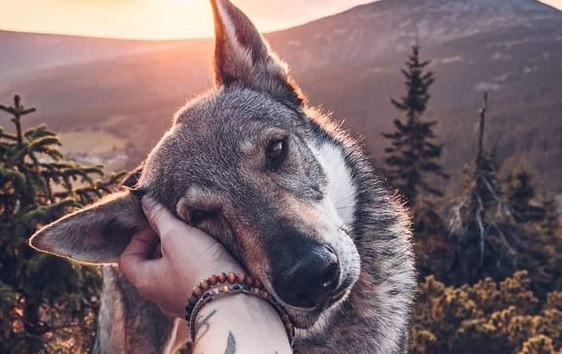 15 Photos Confirming That Wolves Are Very Friendly | Page 2 of 3 | PetPress