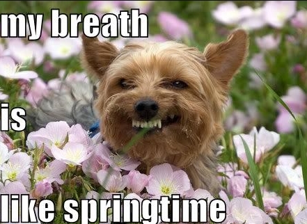 14 Funny Yorkie Memes That Will Make You Laugh! | Page 2 of 3 | PetPress