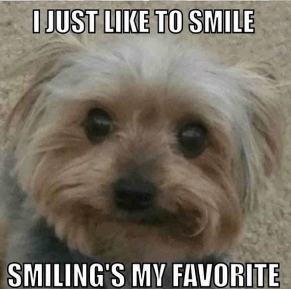 14 Funny Yorkshire Terrier Memes That Will Make You Smile! - Page 2 of ...