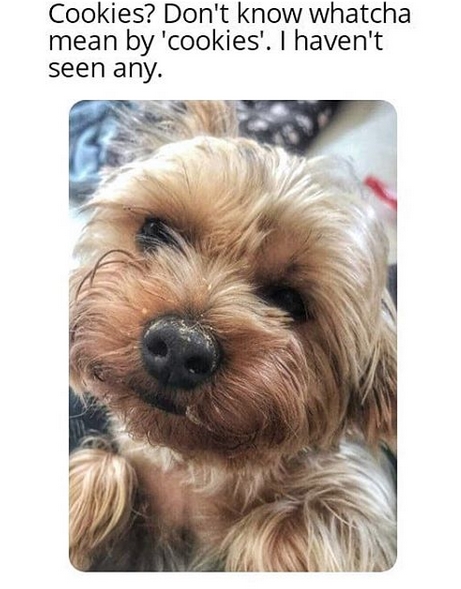 14 Funny Dog Memes That You Must Show to Your Friends Who Own Yorkies ...
