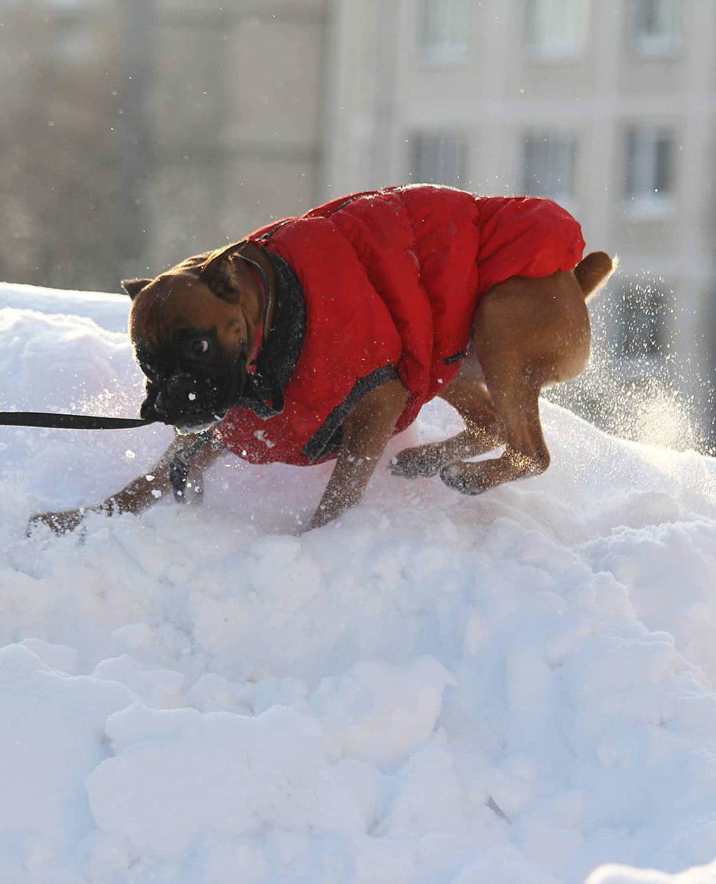 14 Boxer Dogs That Love the Cold Weather | Page 2 of 3 | PetPress