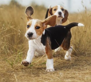 14 Funny Beagle Facts To Make You Smile - PetPress