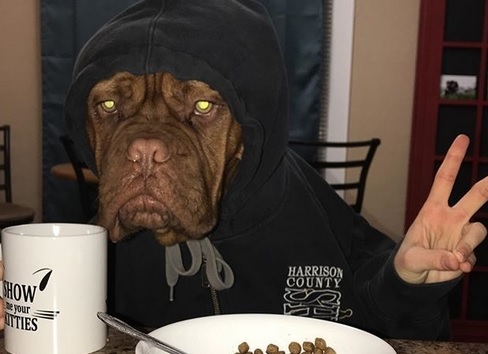 14 Funny Mastiff Memes That Will Make Your Day! - PetPress