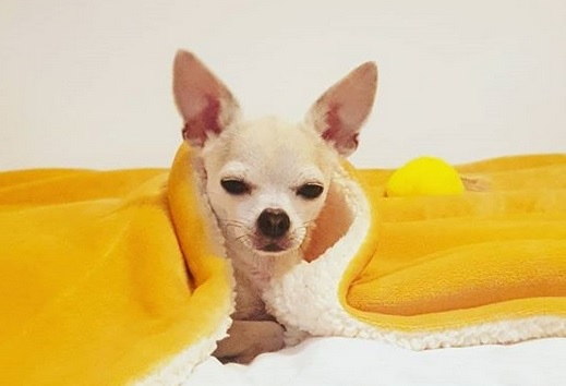 14 Funny Chihuahua Memes That Will Make You Smile! - PetPress