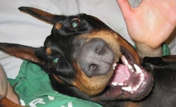 14 Funny Doberman Memes That Will Make You Smile! - Page 2 of 3 - PetPress