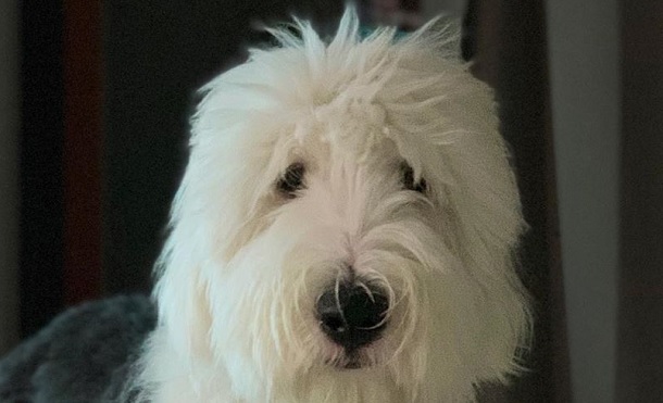14 Massive Facts About Old English Sheepdogs - PetPress