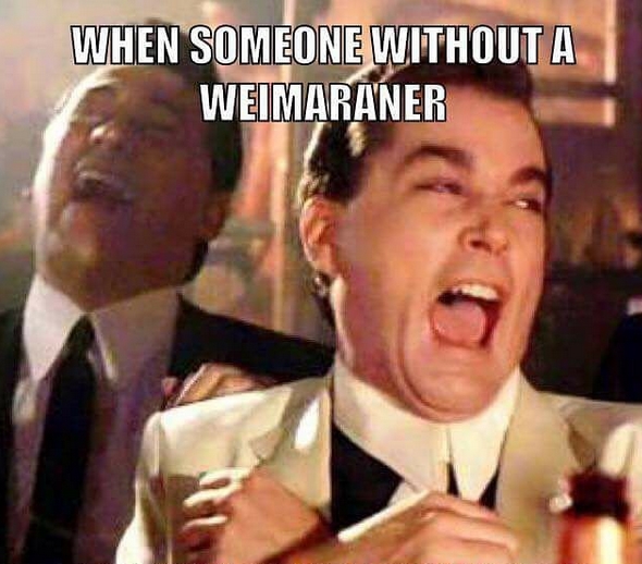 14 Funny Weimaraner Memes That Will Make You Smile - Page 3 of 3 - PetPress