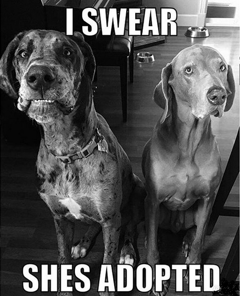 14 Funny Weimaraner Memes That Will Make You Smile | Page 2 of 3 | PetPress