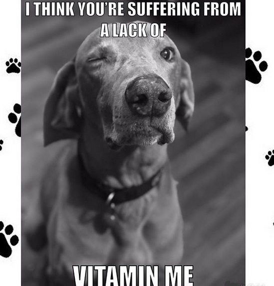 14 Funny Weimaraner Memes That Will Make You Smile | Page 2 of 3 | PetPress