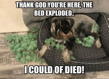 14 Funny Schnauzer Memes That Will Make Your Day! - PetPress