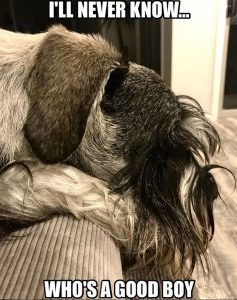 14 Funny Schnauzer Memes That Will Make Your Day! - PetPress