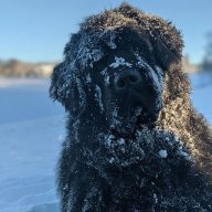 14 Dog Facts That Newfoundland Lovers Must Know by Heart | PetPress