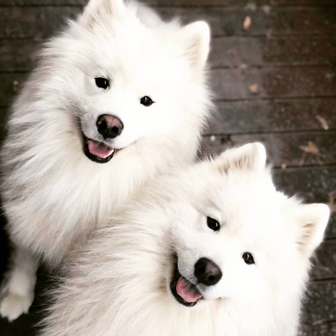 14 Fascinating Facts About Samoyed Dogs - Page 2 of 4 - PetPress
