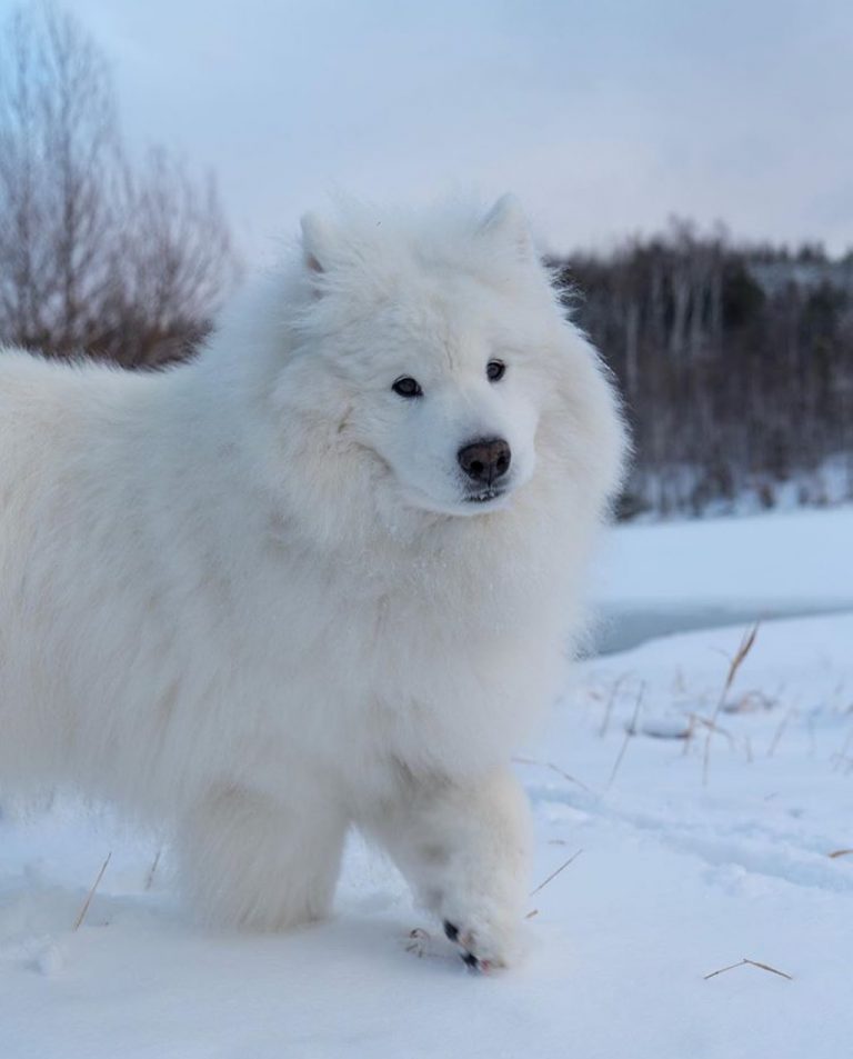 14 Fascinating Facts About Samoyed Dogs - PetPress