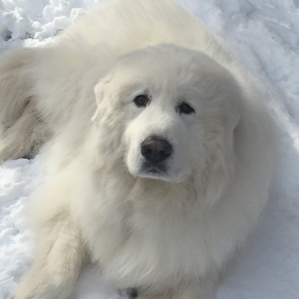 14 Wonderful Facts About Great Pyrenees | PetPress