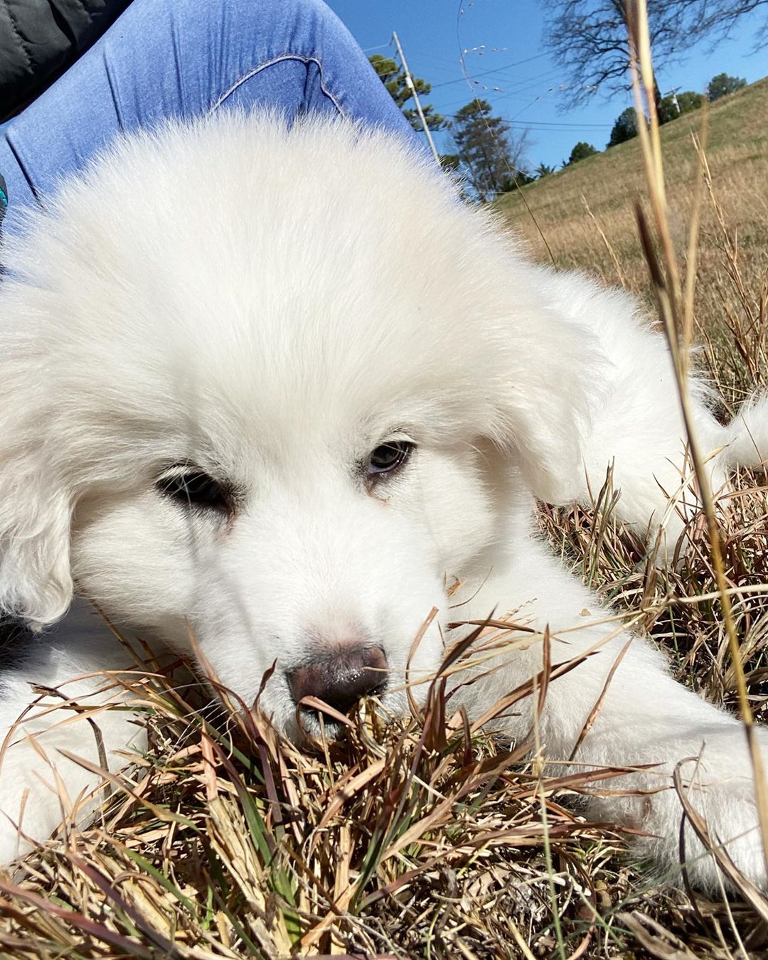14 Wonderful Facts About Great Pyrenees | PetPress