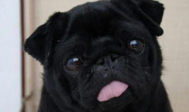 14 Pug Pictures That Will Brighten Your Day - PetPress