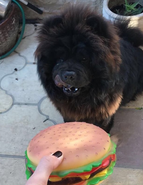 14 Funny Dog Memes That You Must Show to Your Friend Who Owns a Chow ...