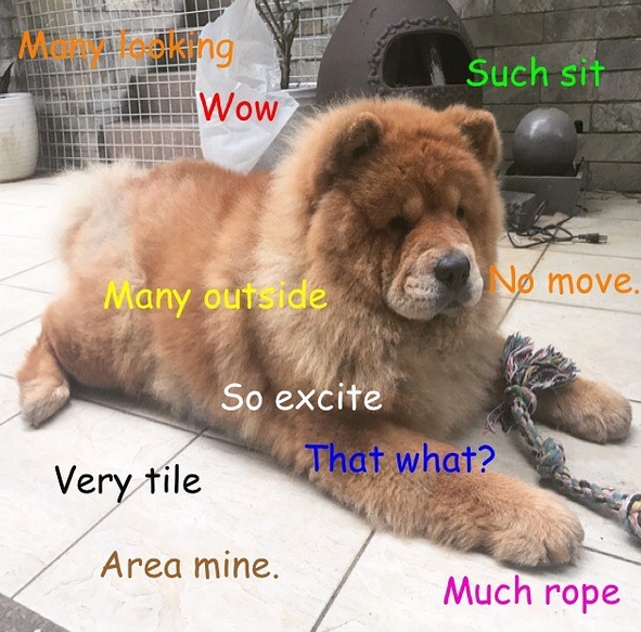 14 Funny Dog Memes That You Must Show to Your Friend Who Owns a Chow Chow - Page 2 of 3 - PetPress