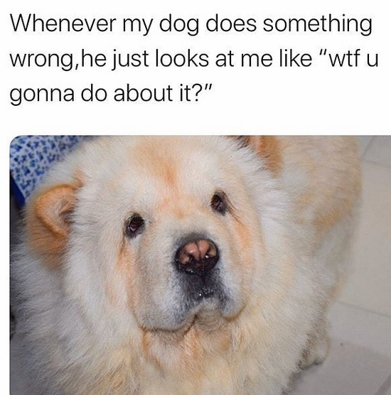 14 Funny Dog Memes That You Must Show to Your Friend Who Owns a Chow ...