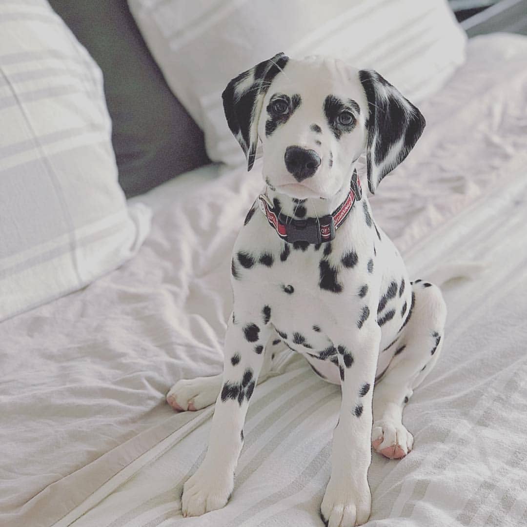 14 Amazing Things About Dalmatians | PetPress