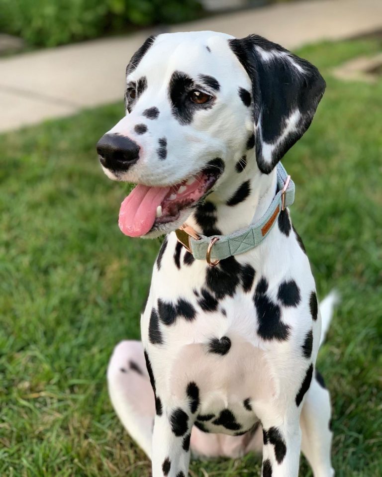14 Amazing Things About Dalmatians - PetPress