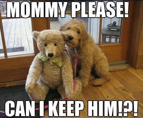 14 Funny Labradoodle Memes That Will Make Your Day Brighter! | Page 3 ...