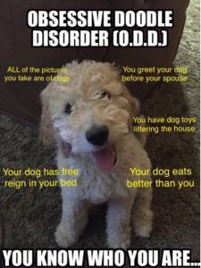 14 Funny Labradoodle Memes That Will Make Your Day Brighter! - Page 2 ...